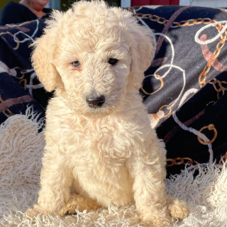 1 år gammal Pudel, stor säljs av Angelica från Vaggeryd | Skaffa Hund