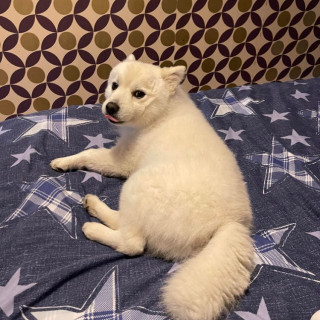 9 år gammal Blandras: Japansk spets säljs av Kay från Göteborg | Skaffa ...