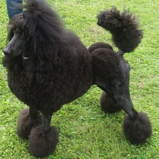 3 år gammal Pudel, stor säljs av Ann-Christine från Härnösand | Skaffa Hund