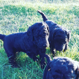 2 år gammal Pudel, stor säljs av Carina från Skellefteå | Skaffa Hund