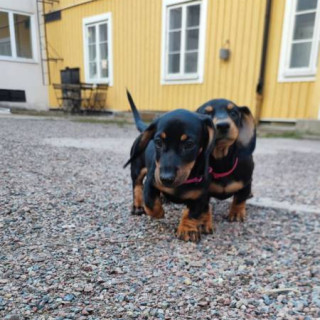 1 år gammal Tax säljs av Emina från Borlänge | Skaffa Hund