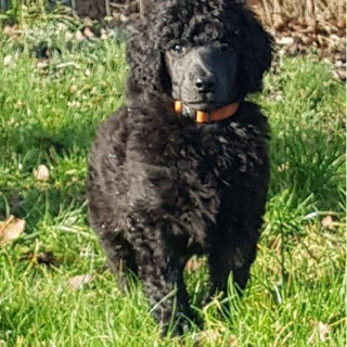 6 år gammal Pudel, stor säljs av Canis Lindeus från Vara | Skaffa Hund