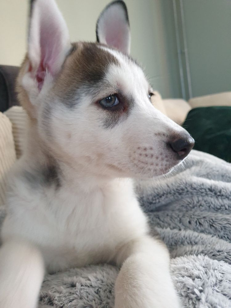 Sobel Siberian Husky