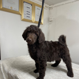 3 månader gammal Pudel, stor säljs av Amanda från Nol | Skaffa Hund