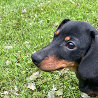 3 år gammal Tax säljs av Imran från Malmö | Skaffa Hund