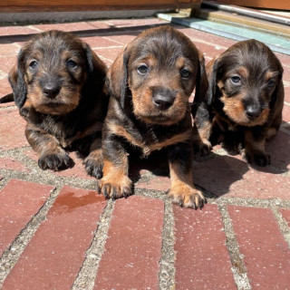 3 år gammal Tax säljs av Fredrik från Svedala | Skaffa Hund