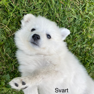 2 år gammal Japansk spets säljs av Shiroi Kumo från Stora levene ...