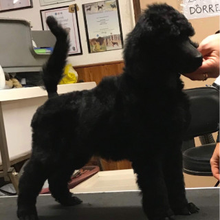 5 år gammal Pudel, stor säljs av Nina från Bjärnum | Skaffa Hund