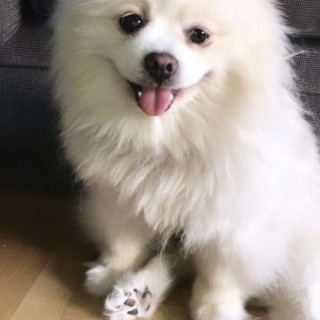 6 år gammal Blandras: Japansk spets säljs av Marwa från Finspång ...